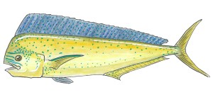 Fiji – Top Seafood – Seafood Trails